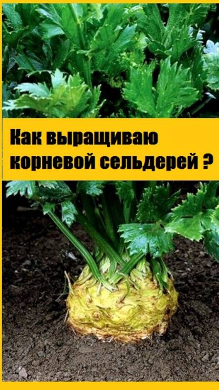 Как я выращиваю и использую корневой сельдерей?