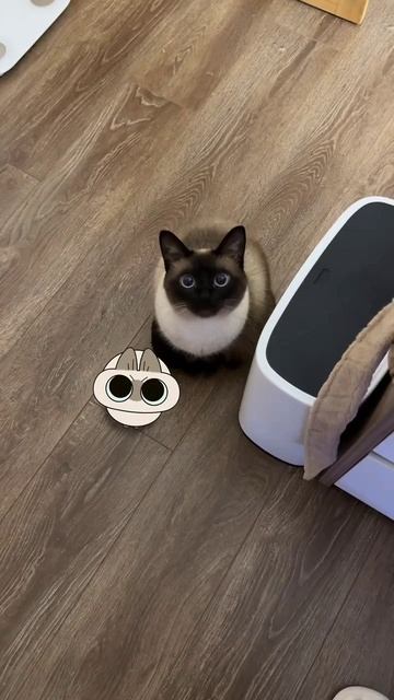 сеамские движения