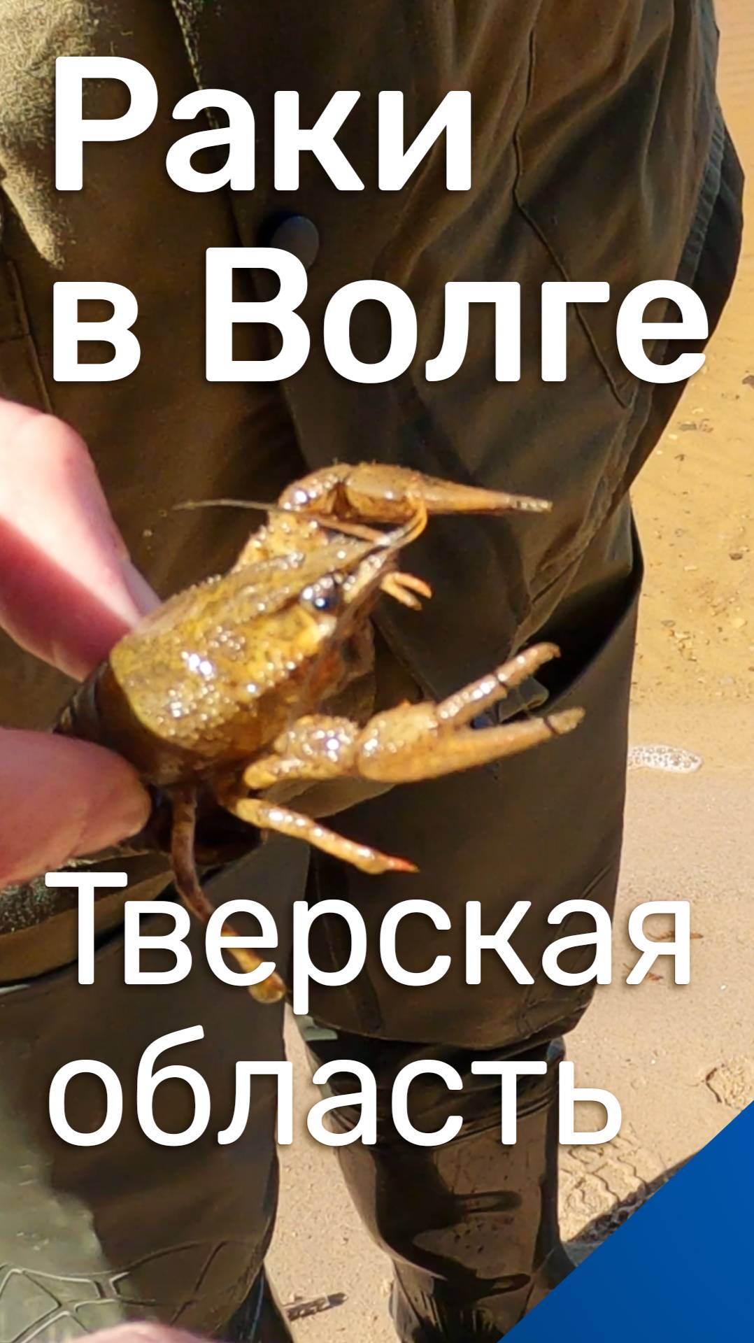 Раки в Волге / Тверская область