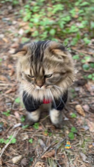 Подпишитесь❤️я буду очень рад!😻 #котики #природа #животные