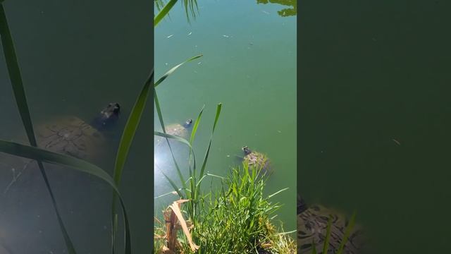 Красноухие черепахи в пруду наслаждаются солнышком ☀️