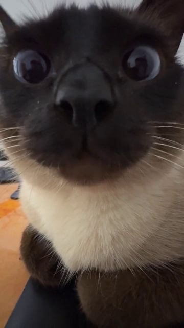 асмр от сиамской кошки Маргоши