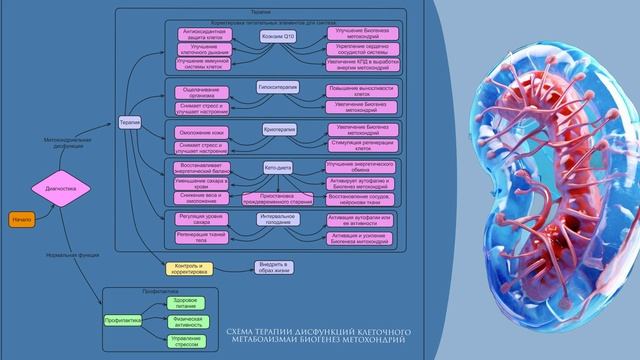 Видео лекция Фундамент здоровья обшая