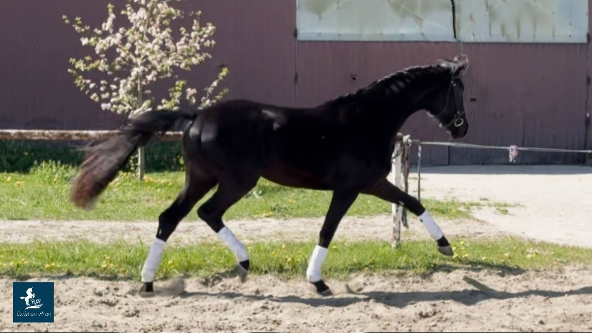 Мерин 2022 г.р.