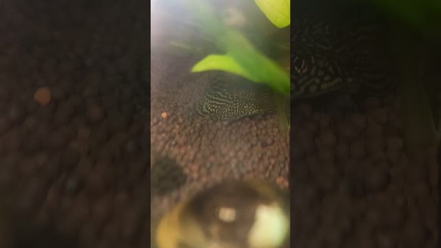 Севильи драка или свадьба? 18/05/25 #псевдоскат #аквариум