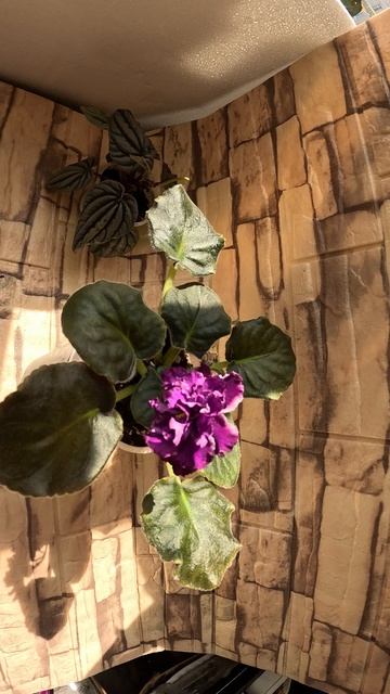 Фиалка Забыл 13 04 25