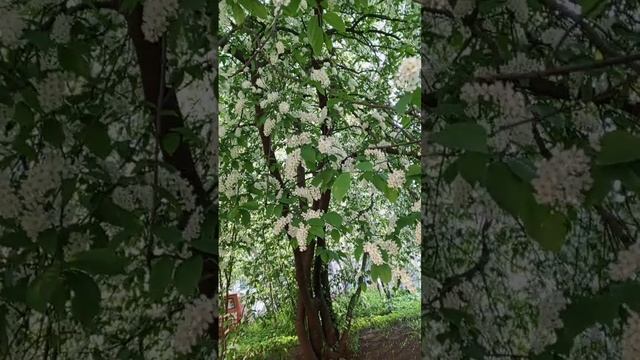 Черемуха расцвела... — сделано в Clipchamp