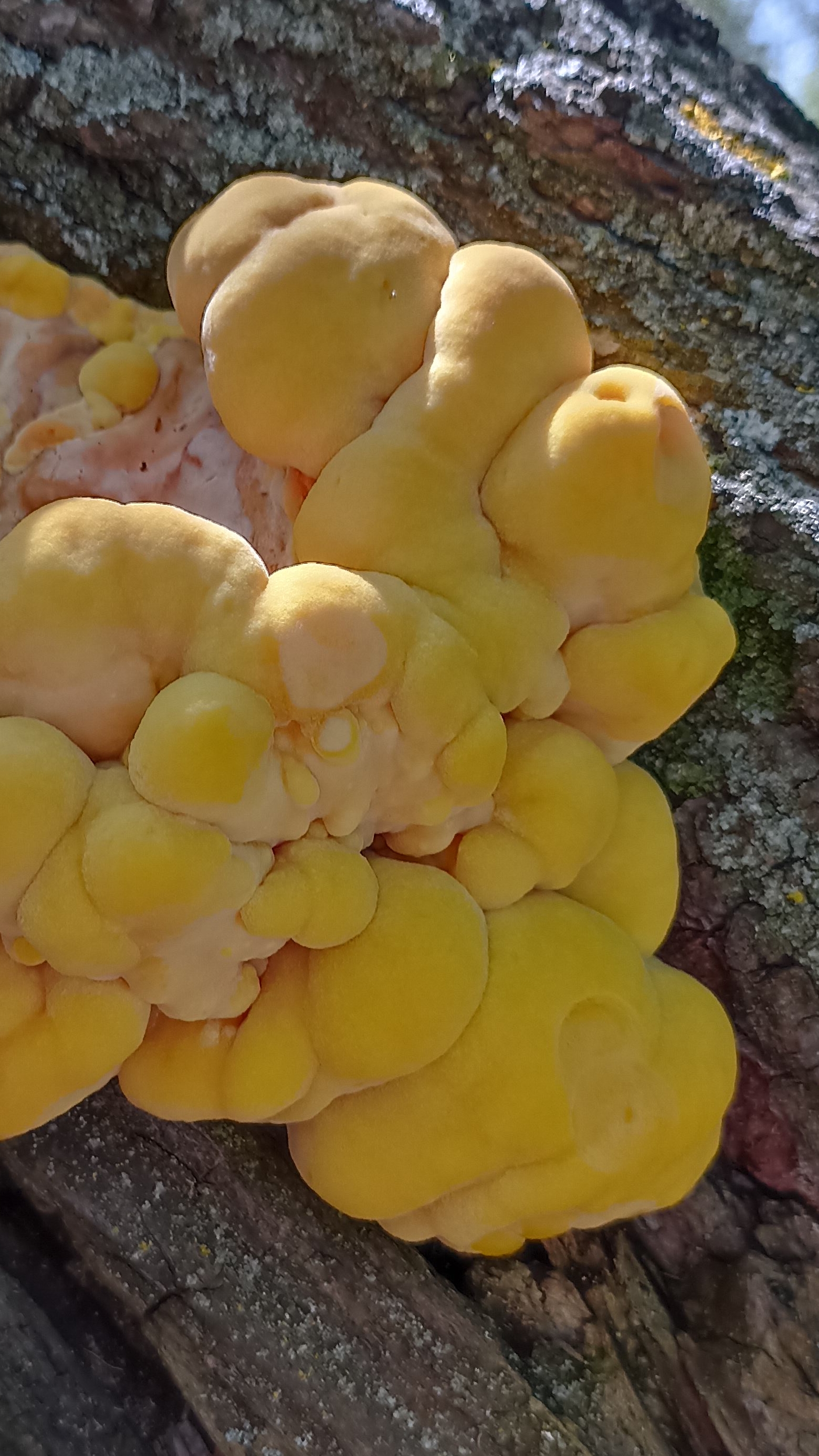 Грибы. Трутовик серно - желтый