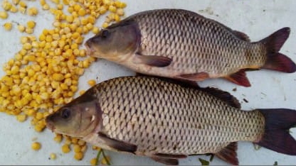 Пьяная кукуруза.Любимое лакомство сазана и карпа.