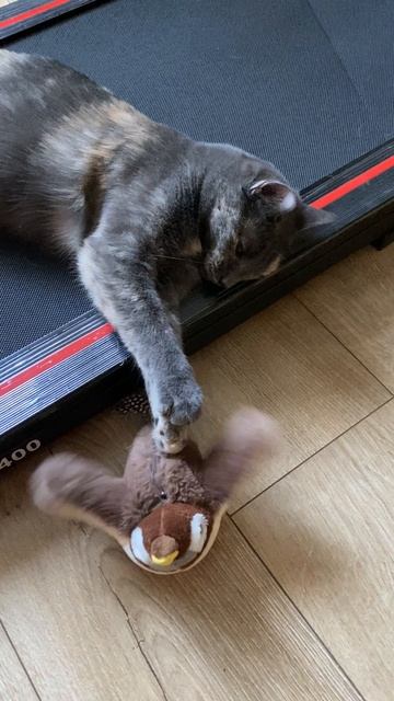 ЛУна и птичка. Ленивое воскресное утро.