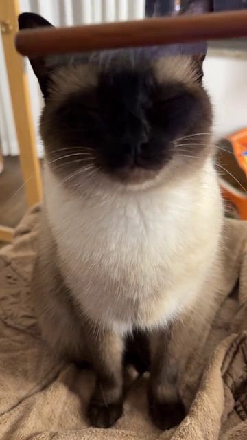 кошечки очень любят когда их чешут