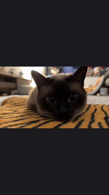 что за лев этот тигр