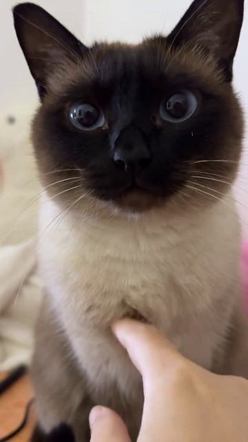 кудри кошечки Маргоши