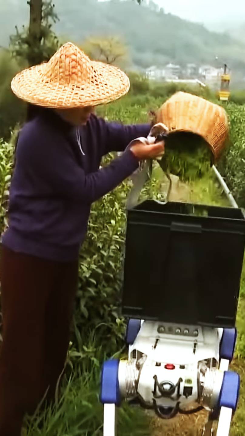 Роботы в Китае: от чайных полей до ухода за пожилыми людьми.