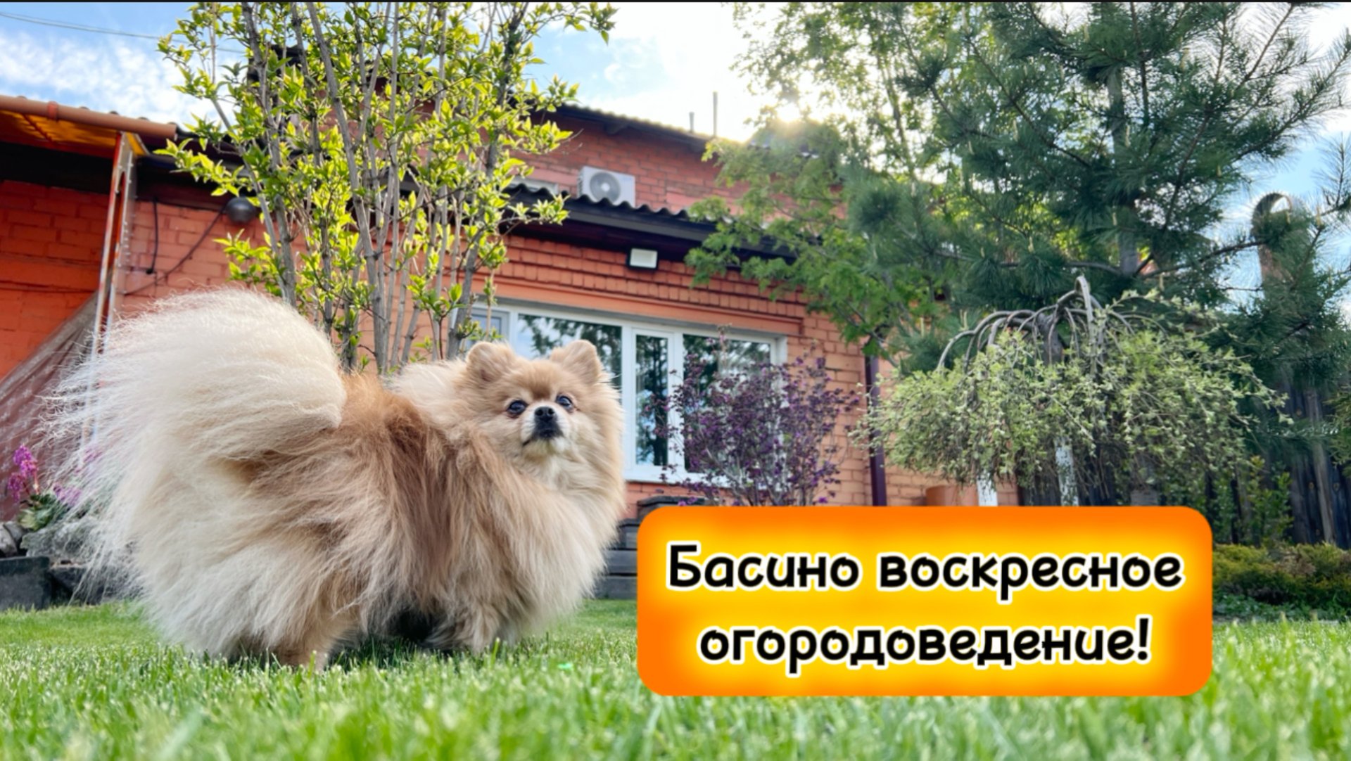 Басино воскресное огородоведение!