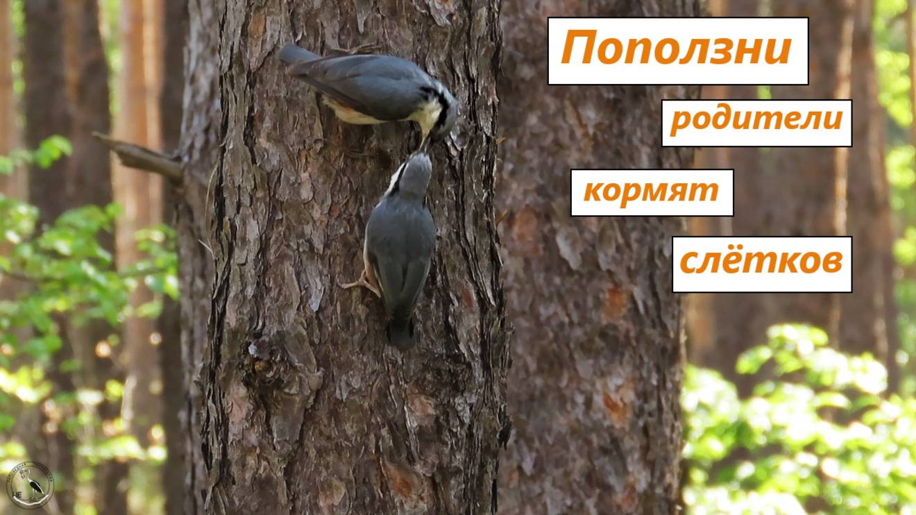 Поползни кормят слётков. Сосновый бор в Хреновском, 14.05.25