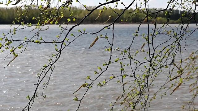 ФРИДЕРИК ШОПЕН. НОКТЮРН. КИРЕЕВСК-СФТИ. 15.05.2024.