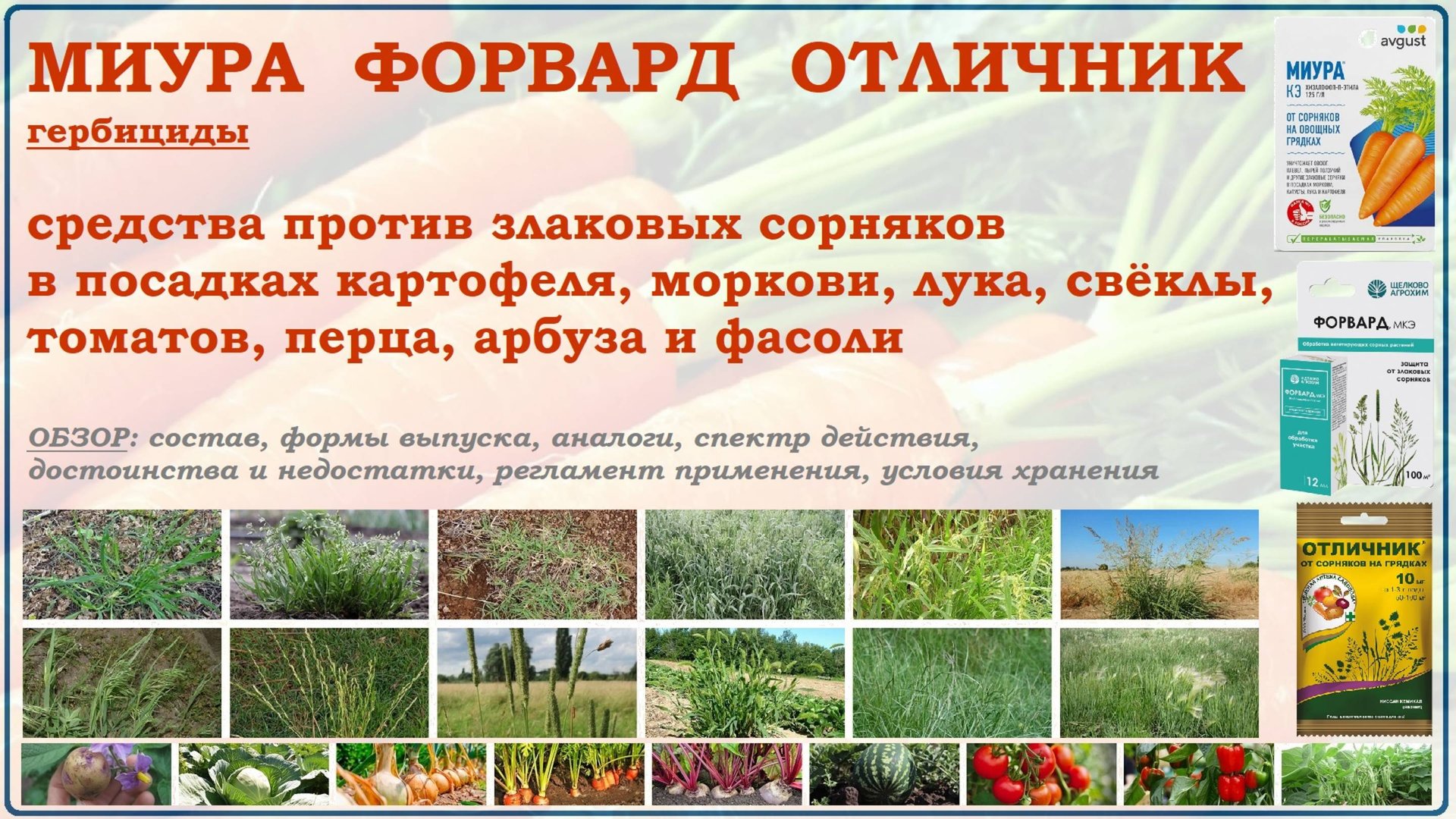 Миура, Форвард и Отличник - гербициды для обработки картофеля, томатов, моркови
от злаковых сорняков