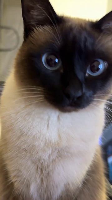 кошечка маргоша