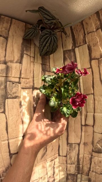 Фиалка ВаТ-Супер Мама 13 04 25г