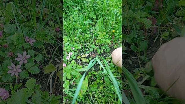 ягода княженика