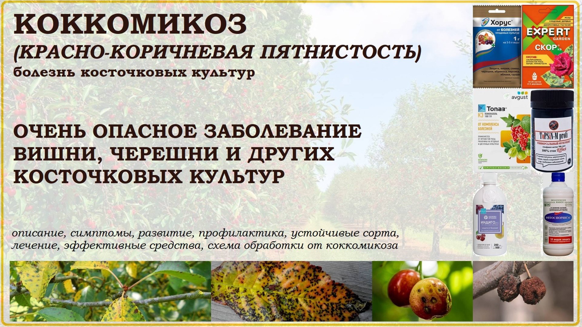 Коккомикоз - болезнь косточковых: симптомы, развитие, профилактика и лечение,схема обработки. Обзор