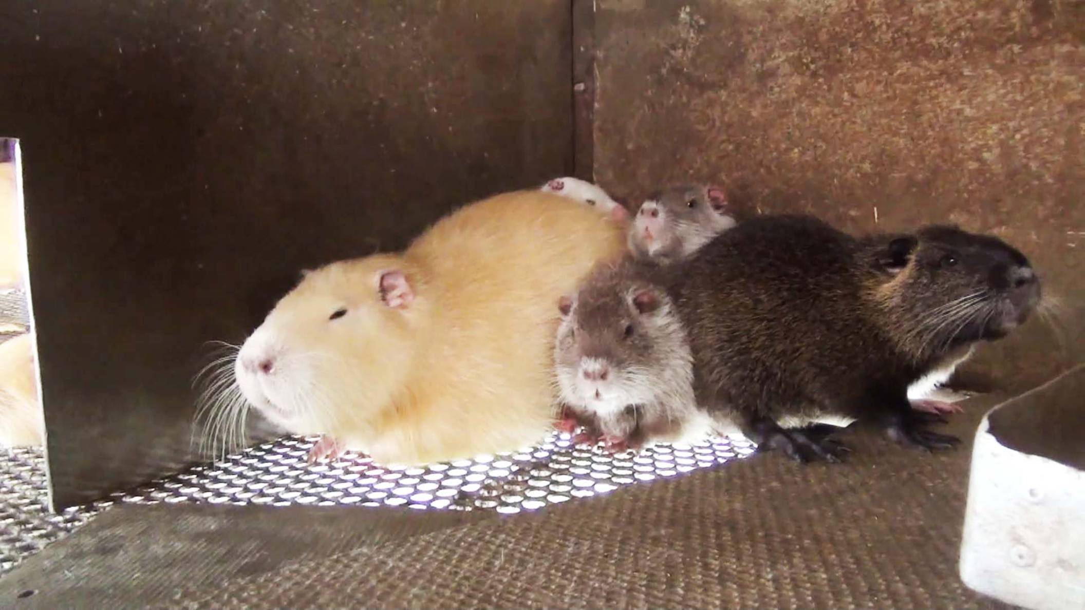 Самка нутрии кидается на щенков нутрии почему