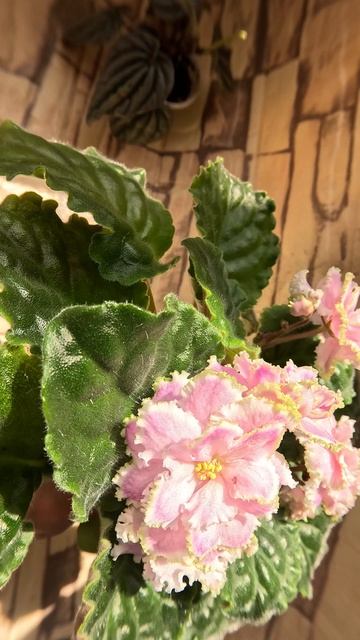 Фиалка Зима Улыбается 13 04 25г