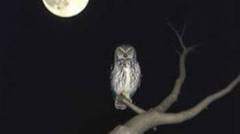 Мне мама в детстве выколола глазки, чтоб