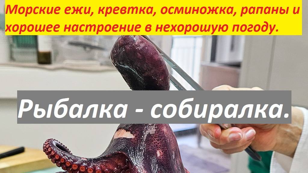 Рыбалка собиралка. Осьминожка, рапаны, морские ежи, камбала, немного креветки, и хорошее настроение