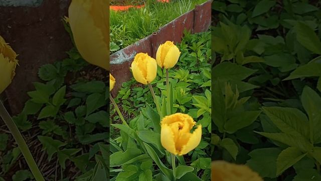 тюльпанчики