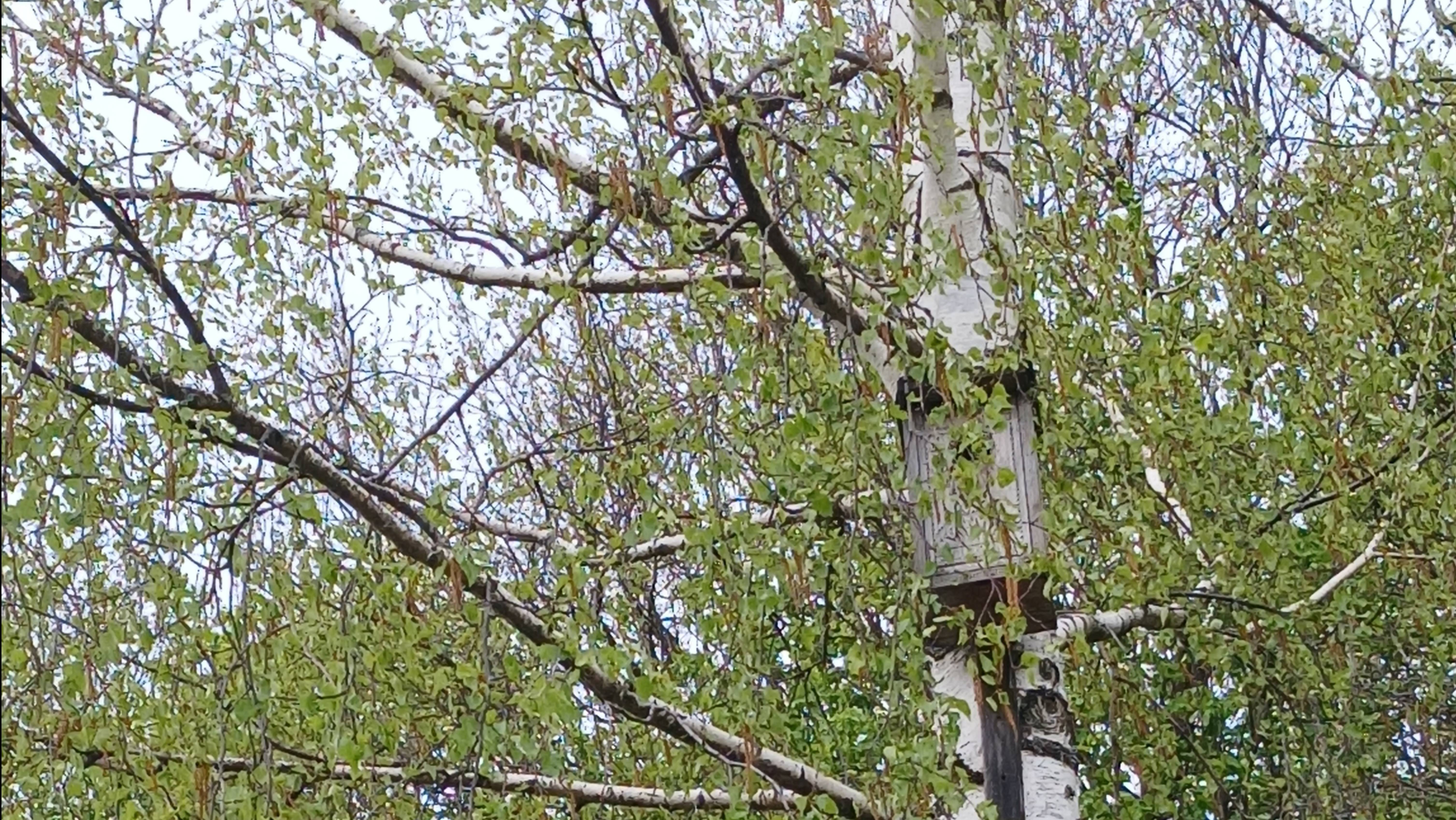 Скворцы-родители. Пение птиц. Вечерняя медитация.