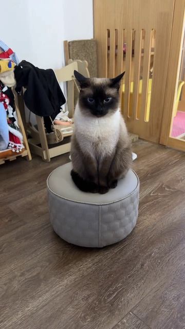 сиамская кошечка сидит на пуфике, а где же тахта?