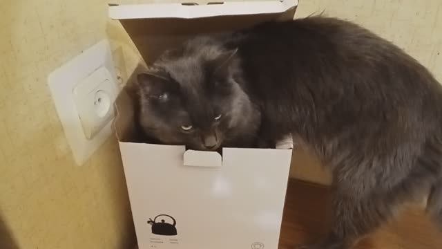 Любопытный Кот Жорик и коробка. Стоит ли залезать в коробку? Решение принято!