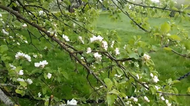 Коломенское. Сады