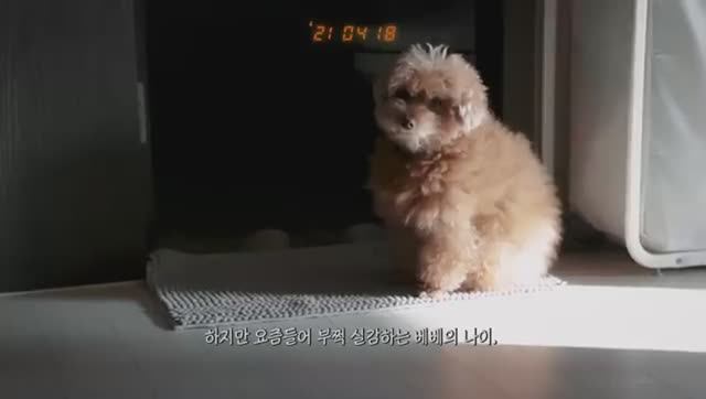 Sueddu. Жизнь с собакой 16 лет