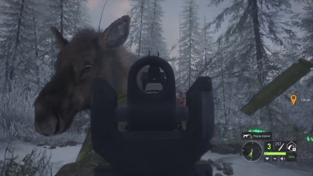 Лось атакует охотника.