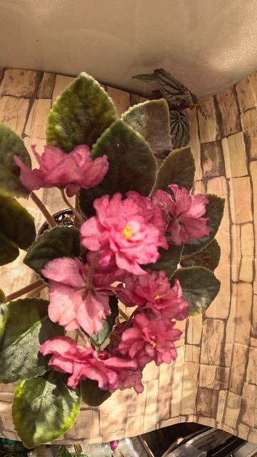 Фиалка АВ-Роскошь 13 04 25г