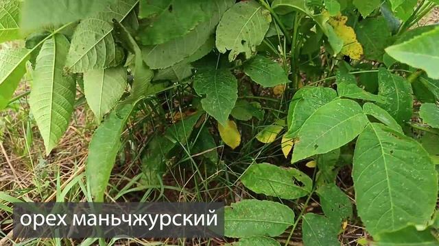 Ореховая аллея в средней полосе России.14  июля 2024 года.