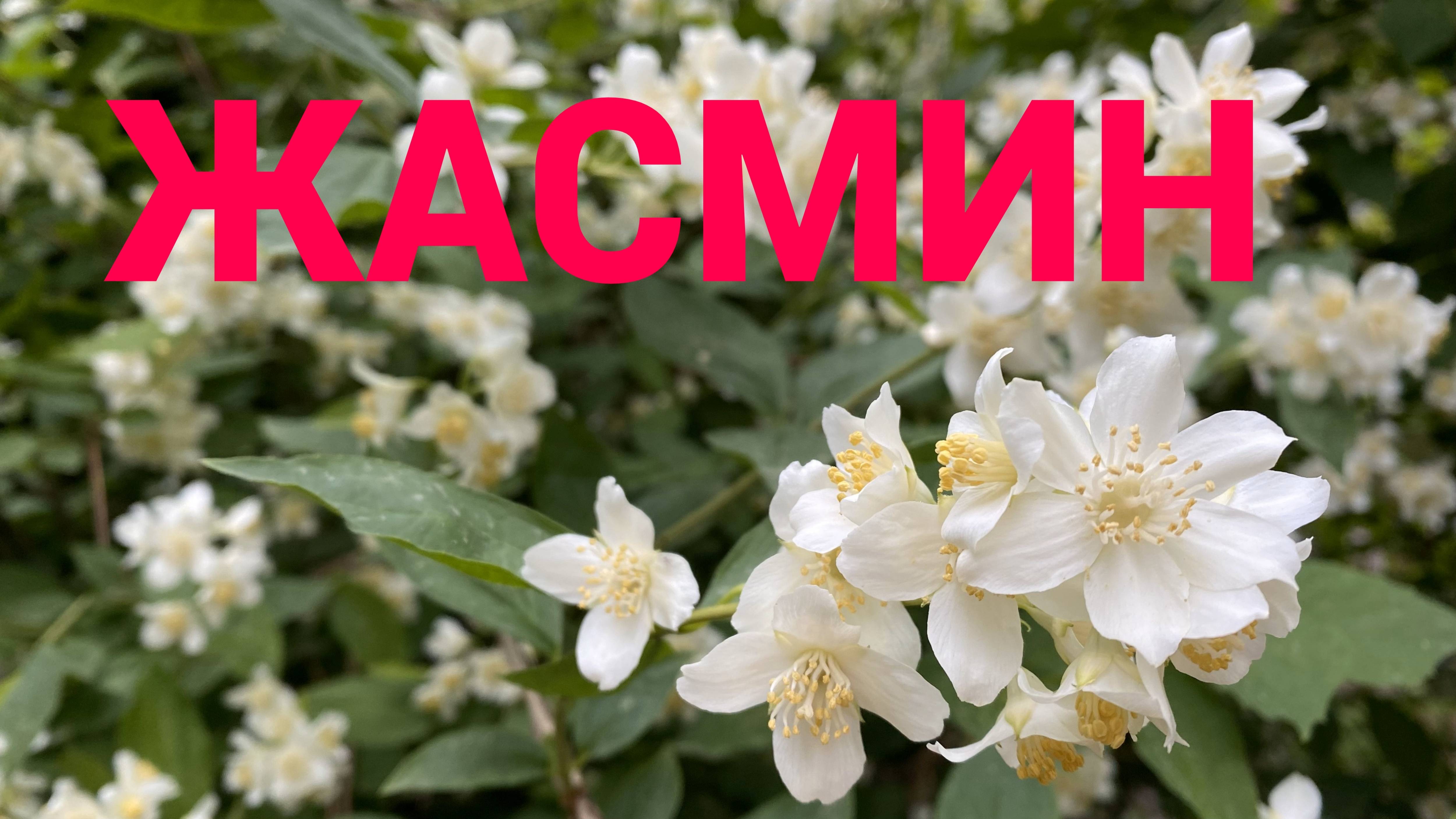 Жасмин
