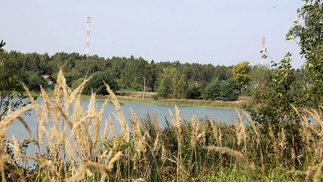 Старинный лес