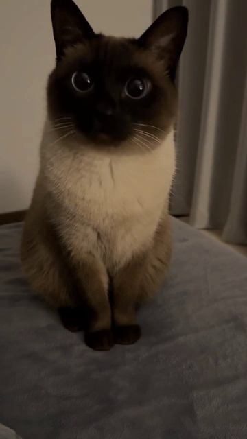 кошечка маргоша