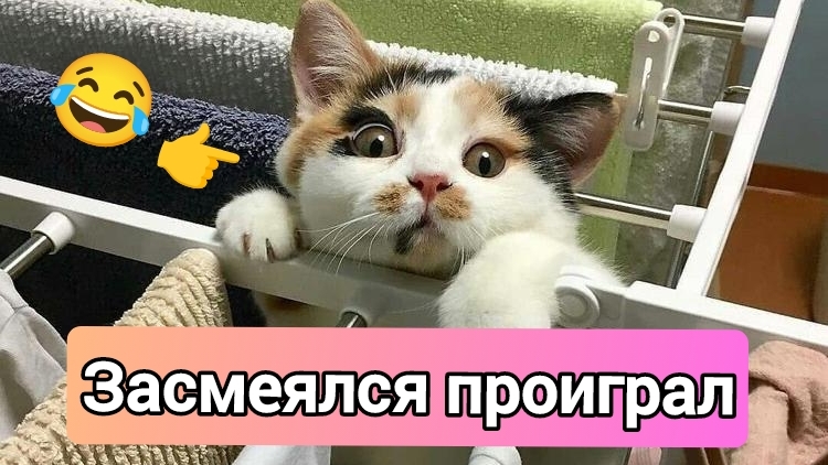 Смешные видео | приколы с животными #4