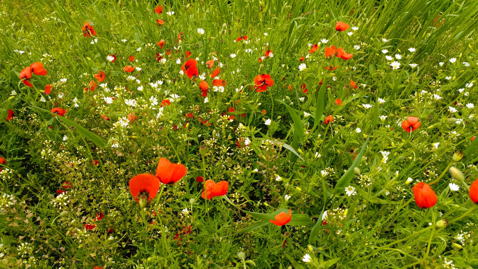 Прекрасные полевые цветы Кавказа.