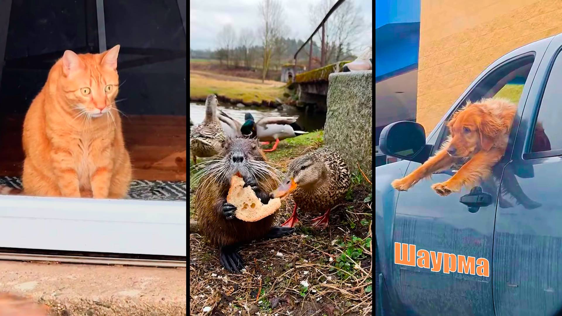 Подборка весёлых животных 🐘 Май 🦍 2025 🐶