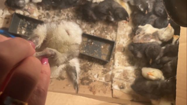 Как отличить петушка от курочки на этапе цыплёнка