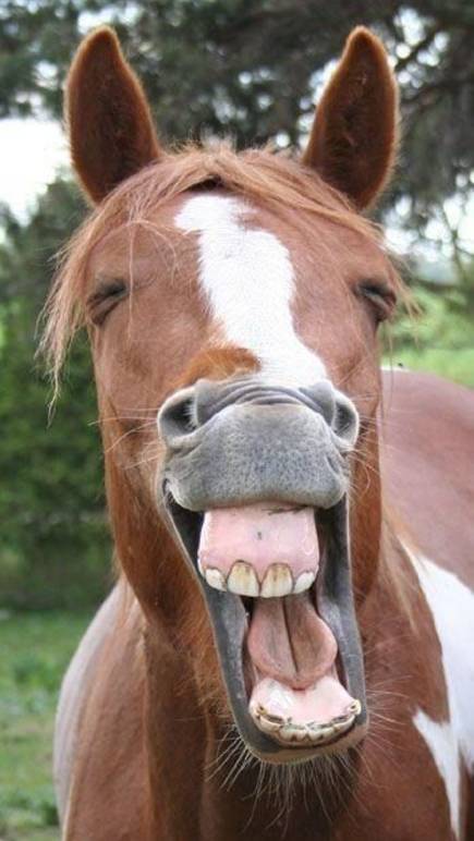 лошадки-дураковаляшки