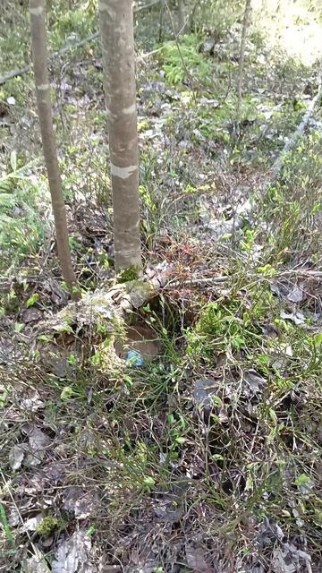 Интересная находка 🪺