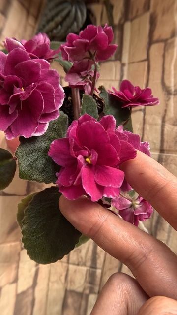 Фиалка АВ-Последняя Любовь Самурая 13 04 25