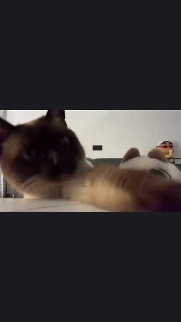 кошечка маргога любит